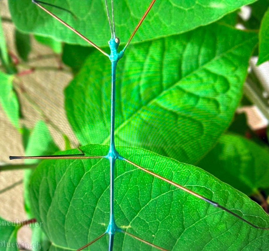 Blue Stick Insects (2) From Thailand (Captive Bred In The UK) | Book A ...