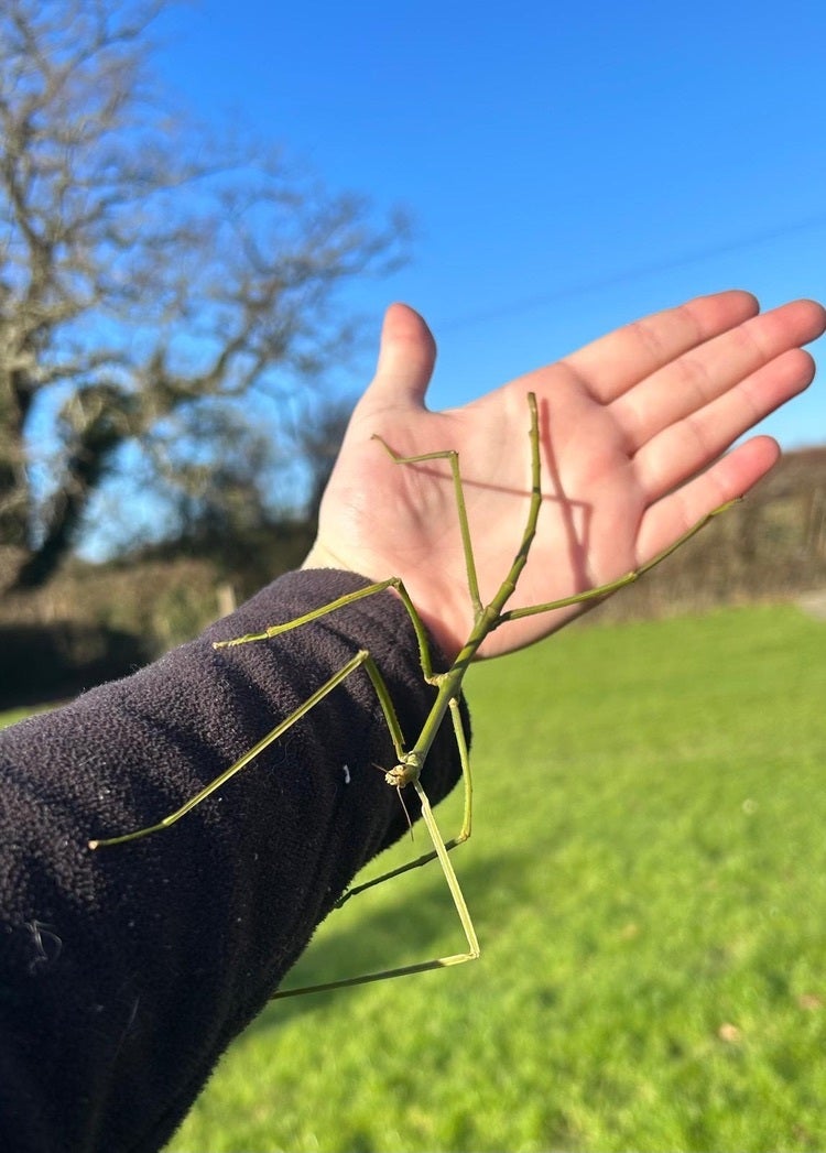Blue Stick Insects (2) From Thailand (Captive Bred In The UK) | Book A ...