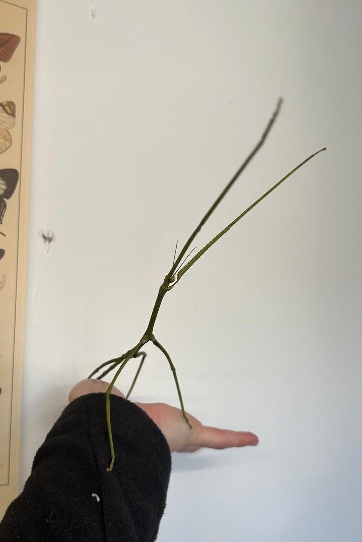 Blue Stick Insects (2) From Thailand (Captive Bred In The UK) | Book A ...